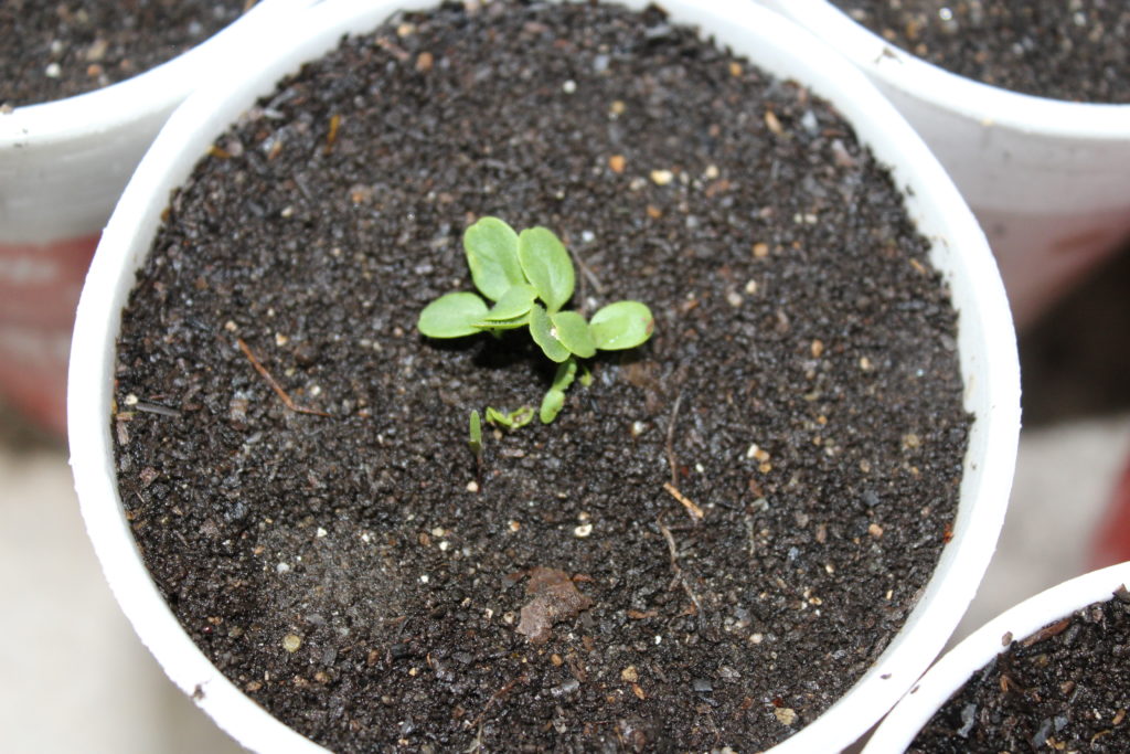 Waiting for All Lettuce Plants to Sprout - Eric's Organic Gardening Blog