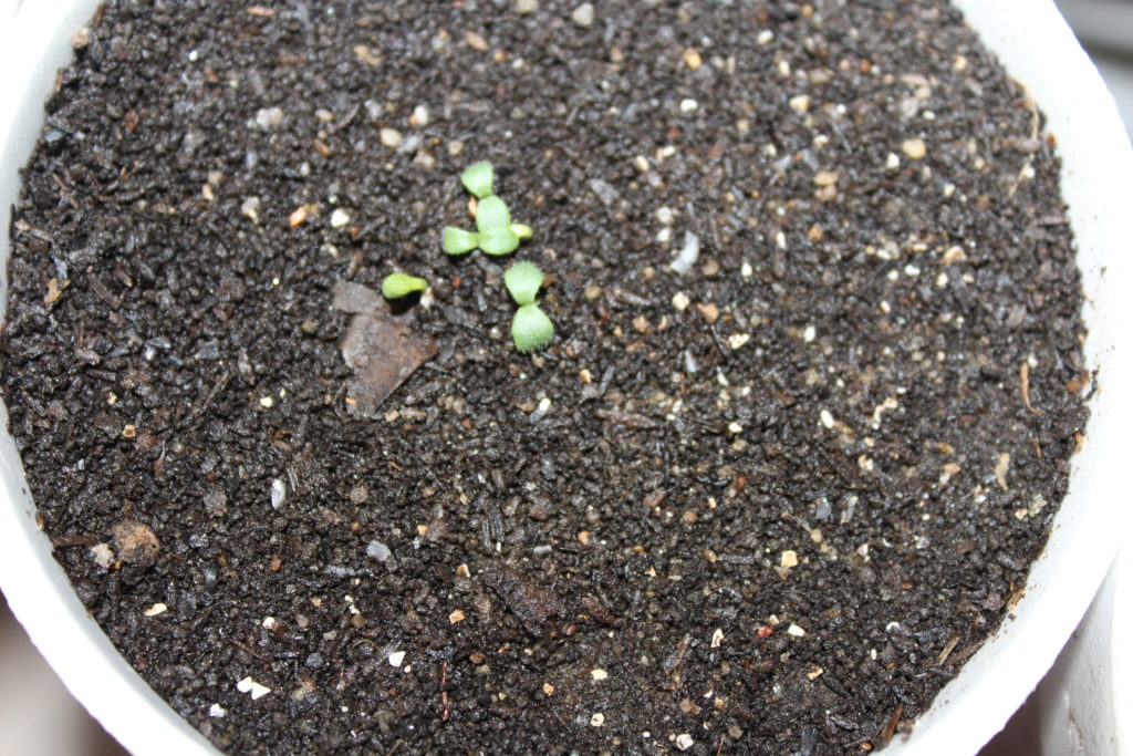 Waiting for All Lettuce Plants to Sprout - Eric's Organic Gardening Blog