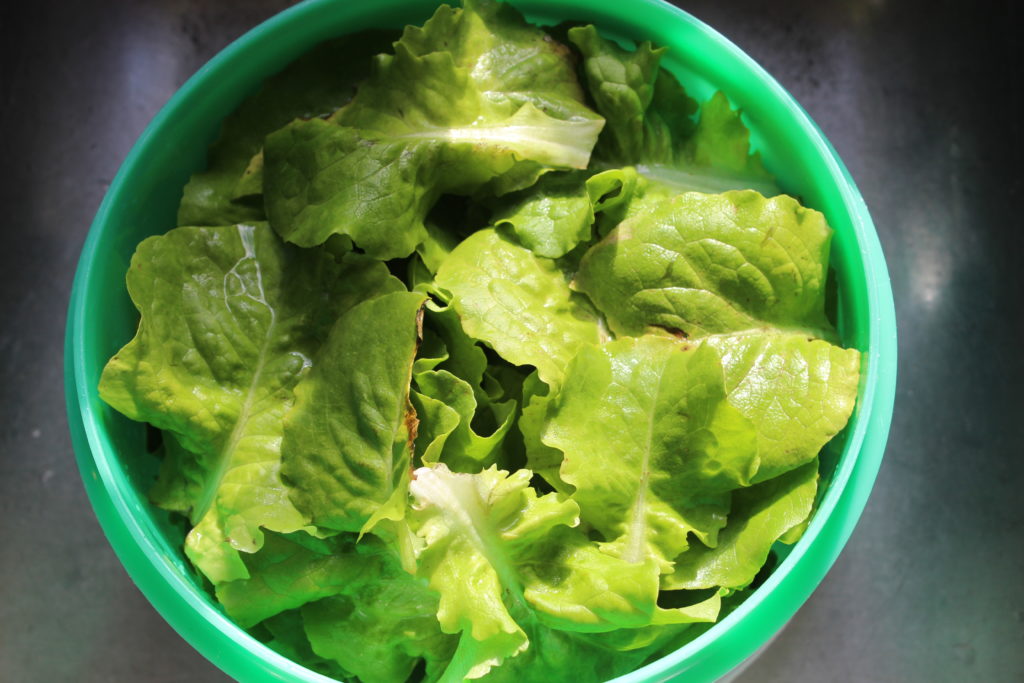 The Season Starts Off With Lettuce Leaves - Eric's Organic Gardening Blog