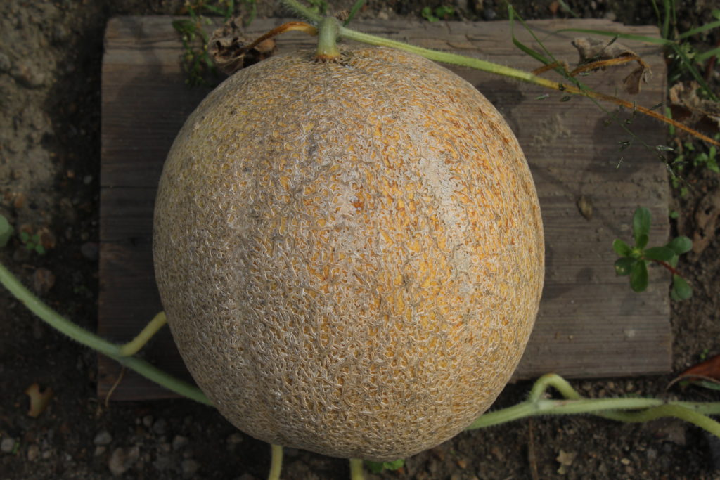 More Harvesting of Roma Tomatoes and Soon the First Melons - Eric's ...