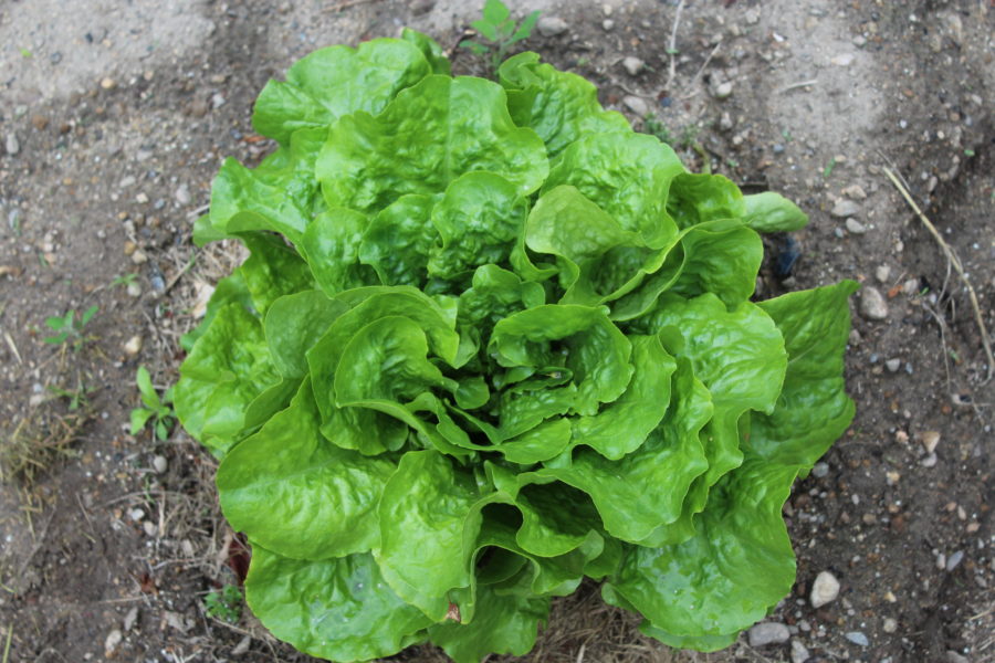 Growing Crispy Lettuce Leaves - Eric's Organic Garden